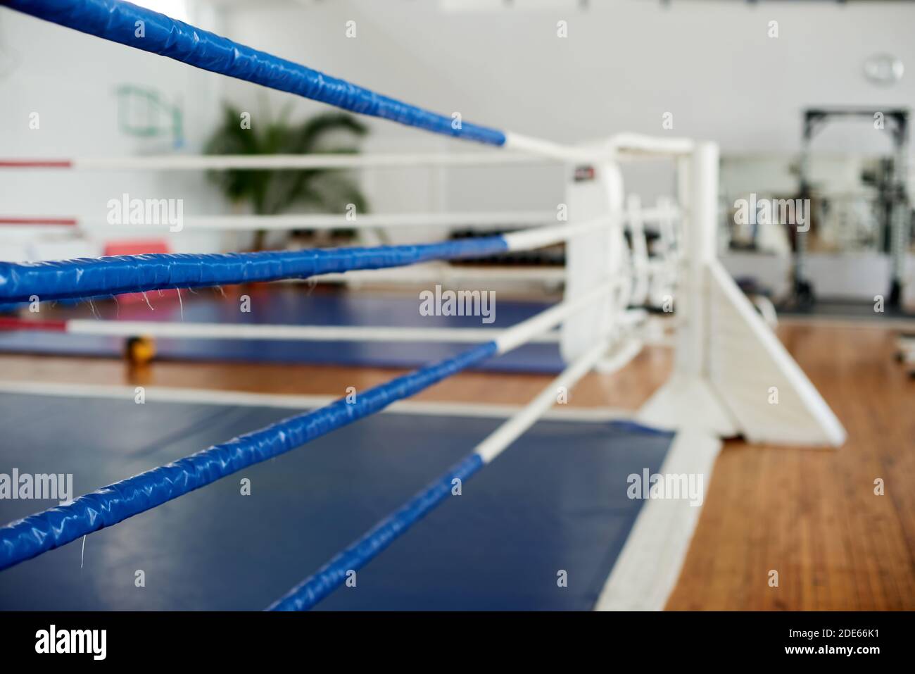 Empty boxing ring in the gym Stock Photo - Alamy