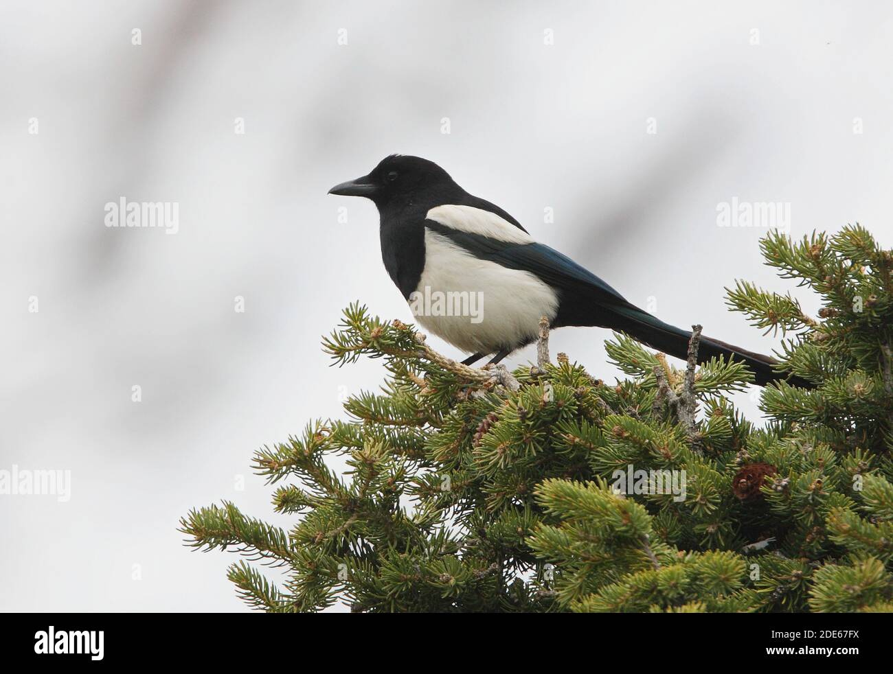 Pica pica bactriana hi-res stock photography and images - Alamy