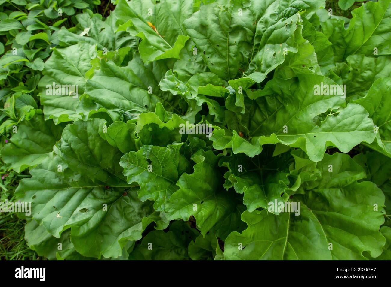 Beta vulgaris plant growing in the vegetable garden Stock Photo - Alamy