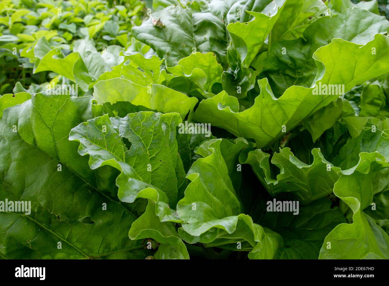 Beta vulgaris plants growing in the vegetable garden Stock Photo - Alamy