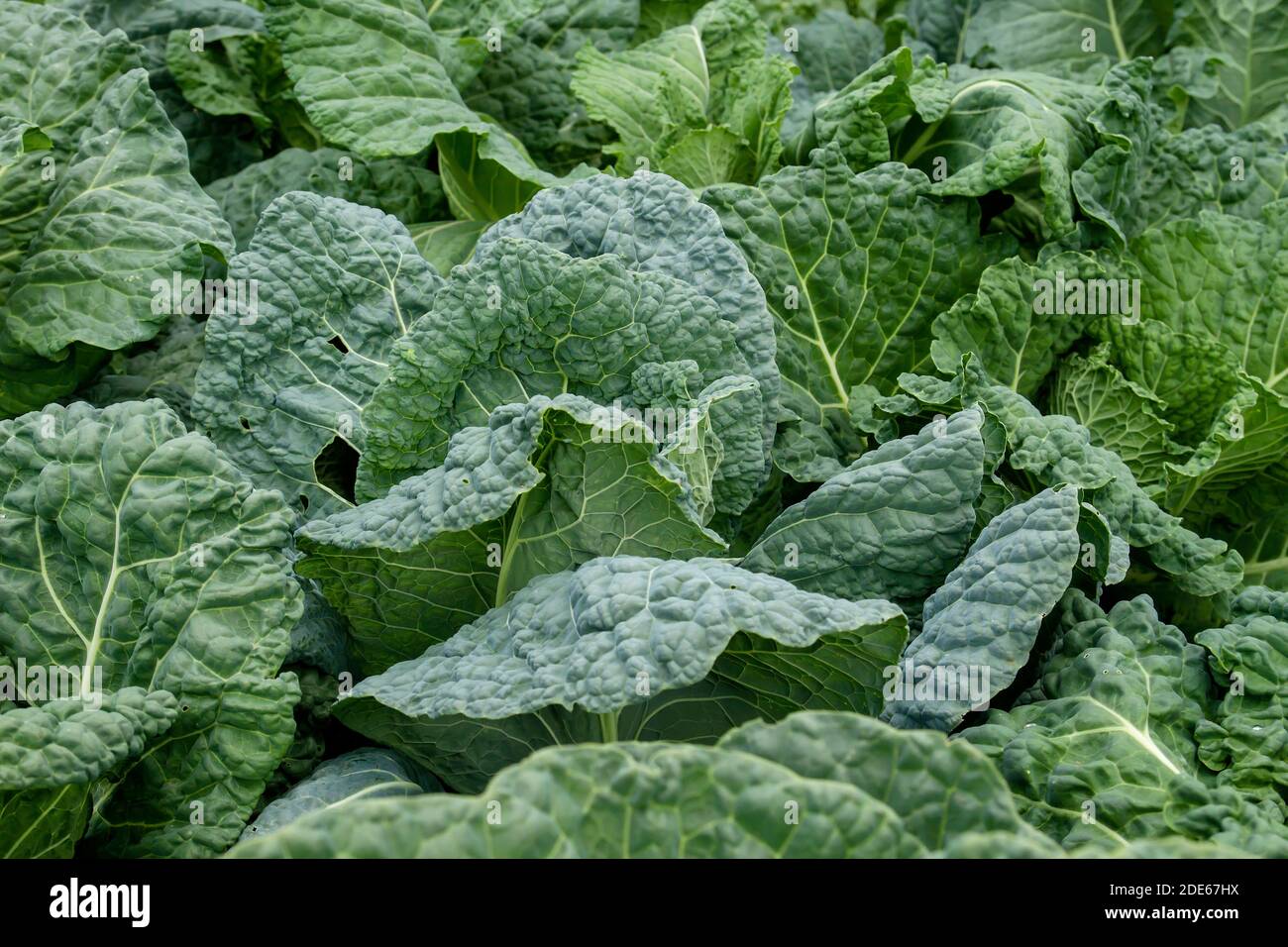 Savoy cabbage green edible leaves plants growing in the vegetable ...