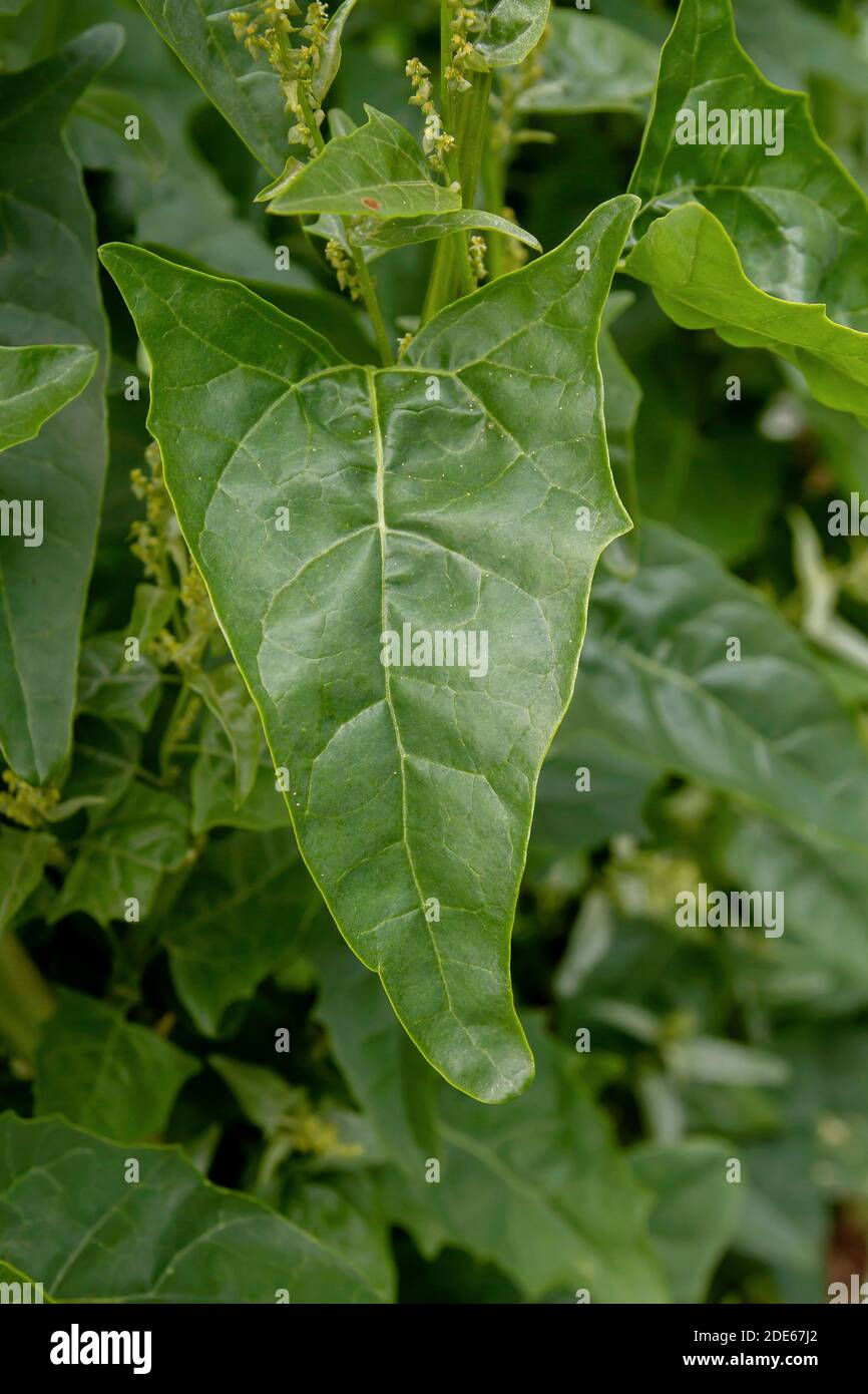 Spinach plant hi-res stock photography and images - Alamy