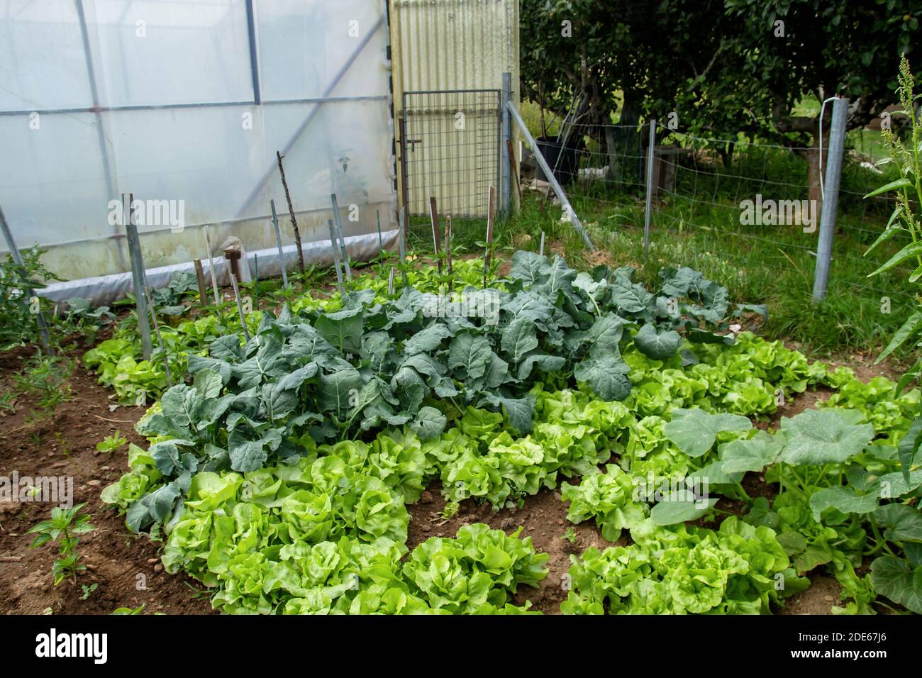 Organic food growing in the vegetable garden Stock Photo - Alamy