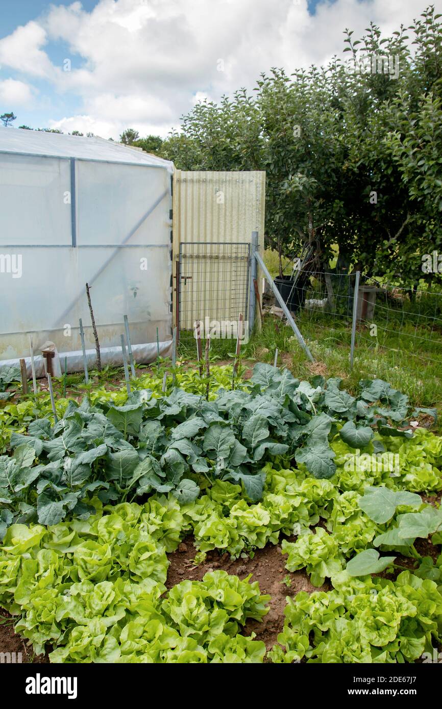 Domestic vegetable garden with greenhouse Stock Photo - Alamy