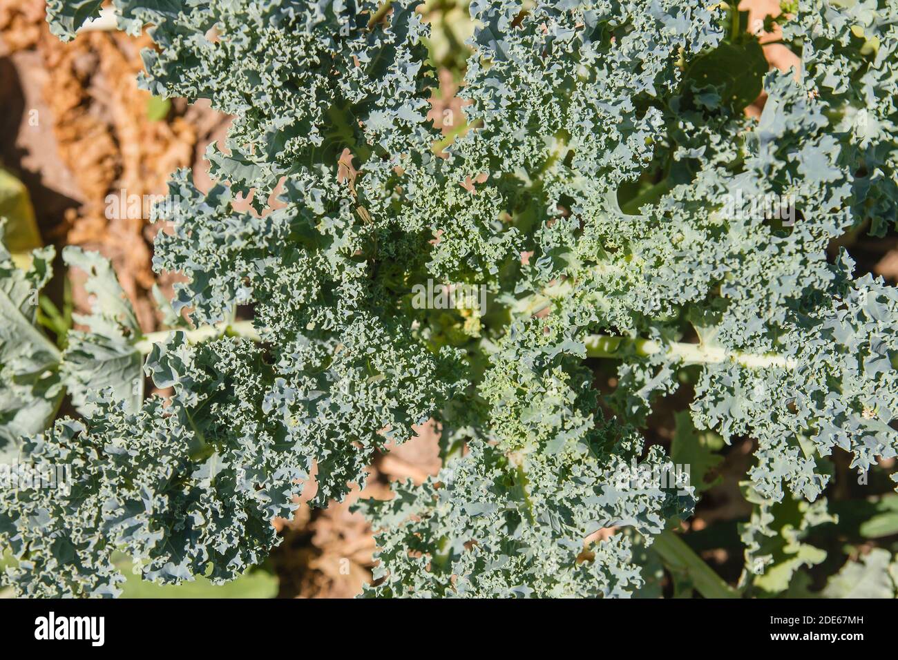Leaf cabbage hi-res stock photography and images - Alamy