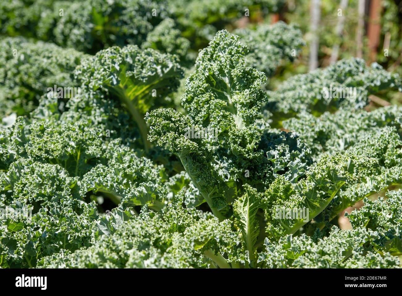 Leaf cabbage hi-res stock photography and images - Alamy