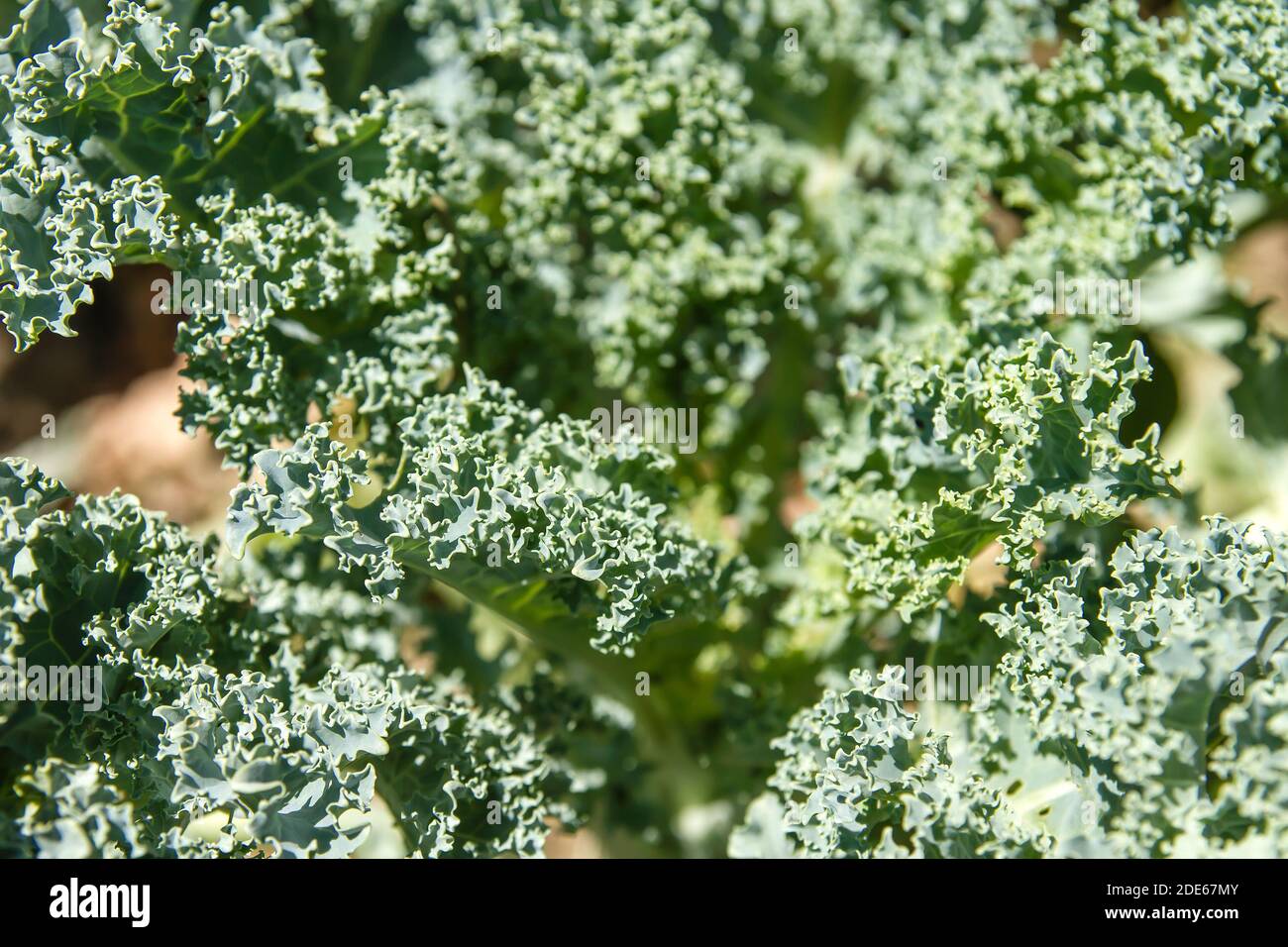 Kale or leaf cabbage plant Stock Photo - Alamy