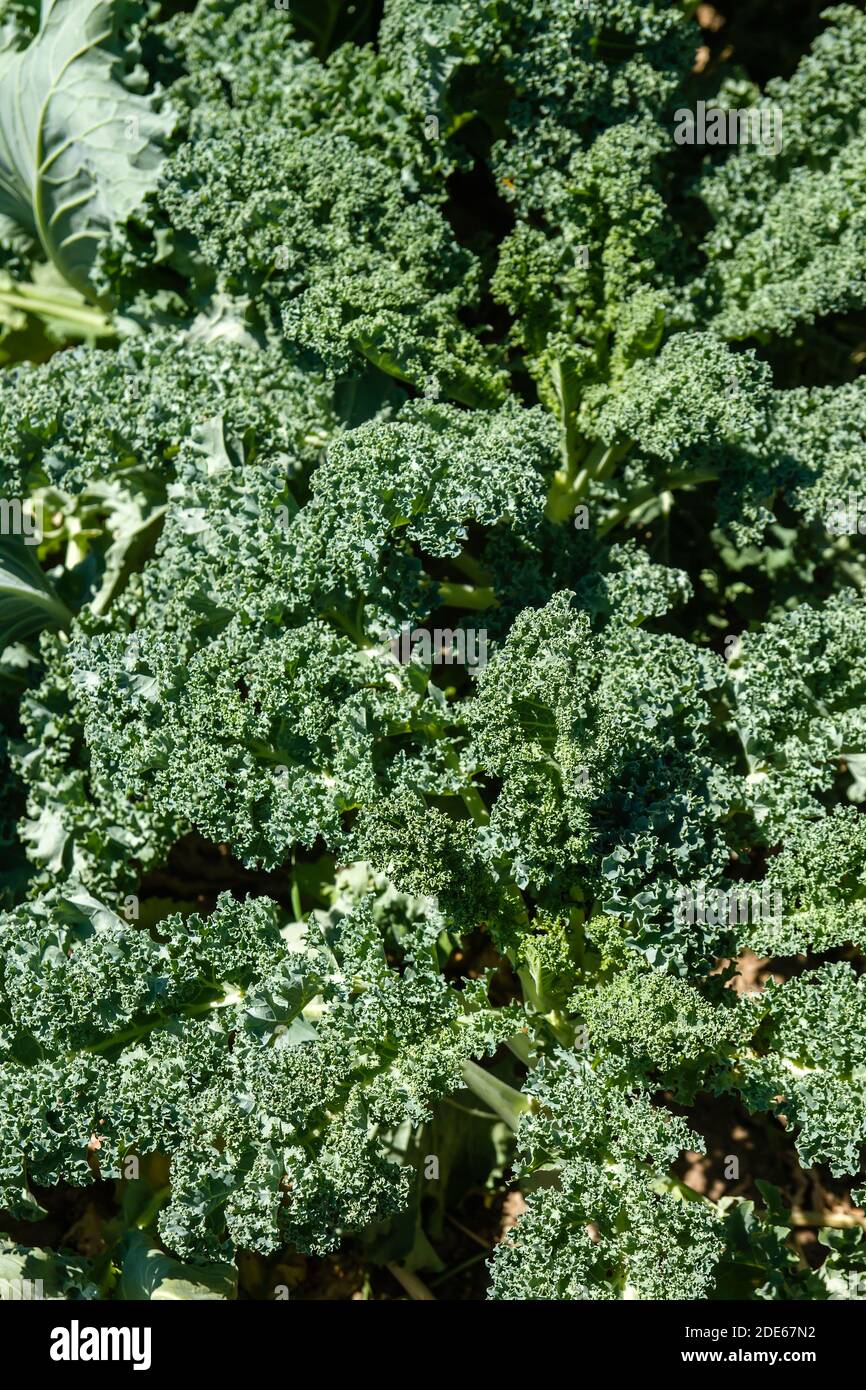Kale or leaf cabbage plants growing in the vegetable garden Stock Photo ...