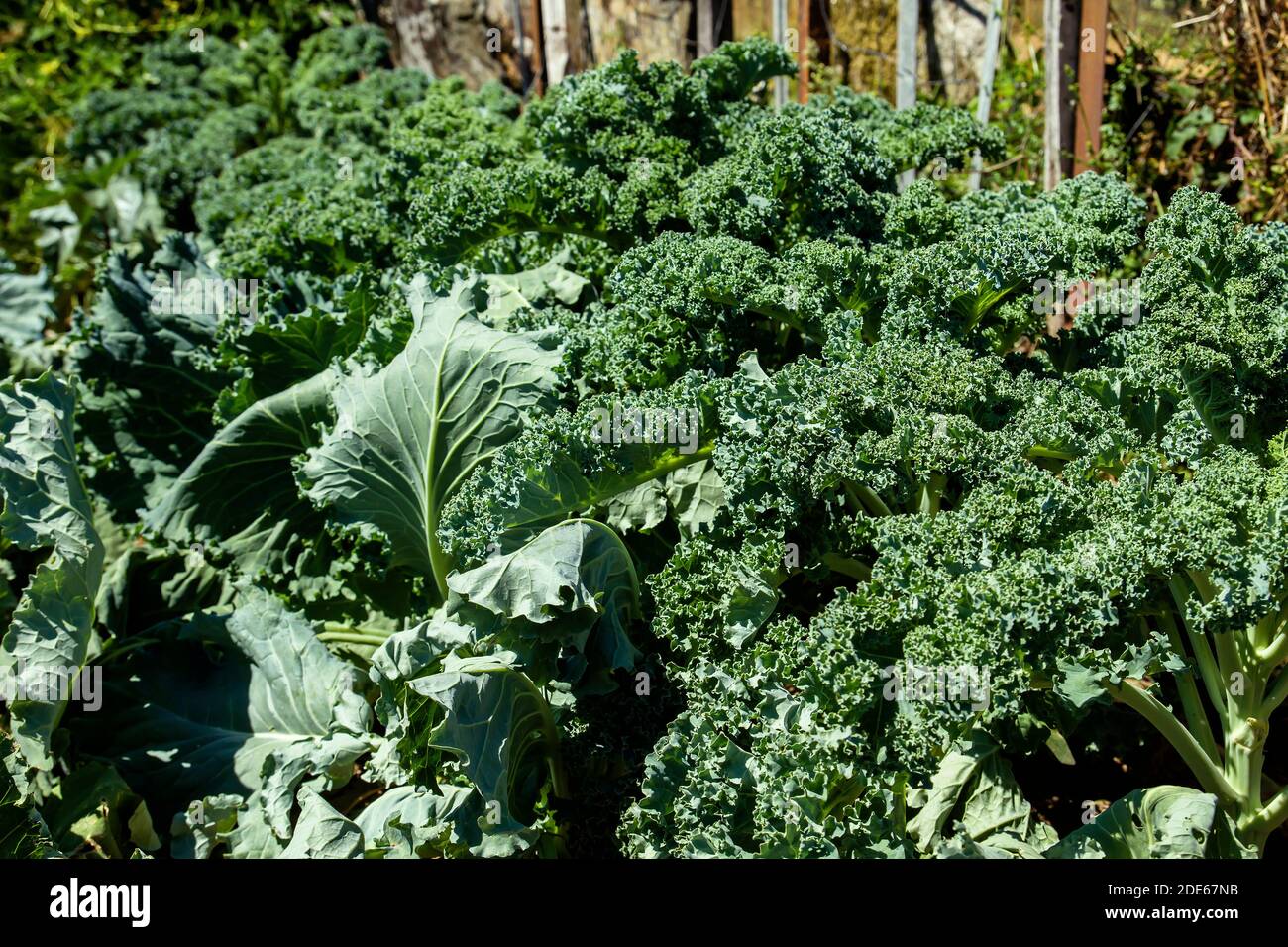 Kale or leaf cabbage plants growing in the vegetable garden Stock Photo ...