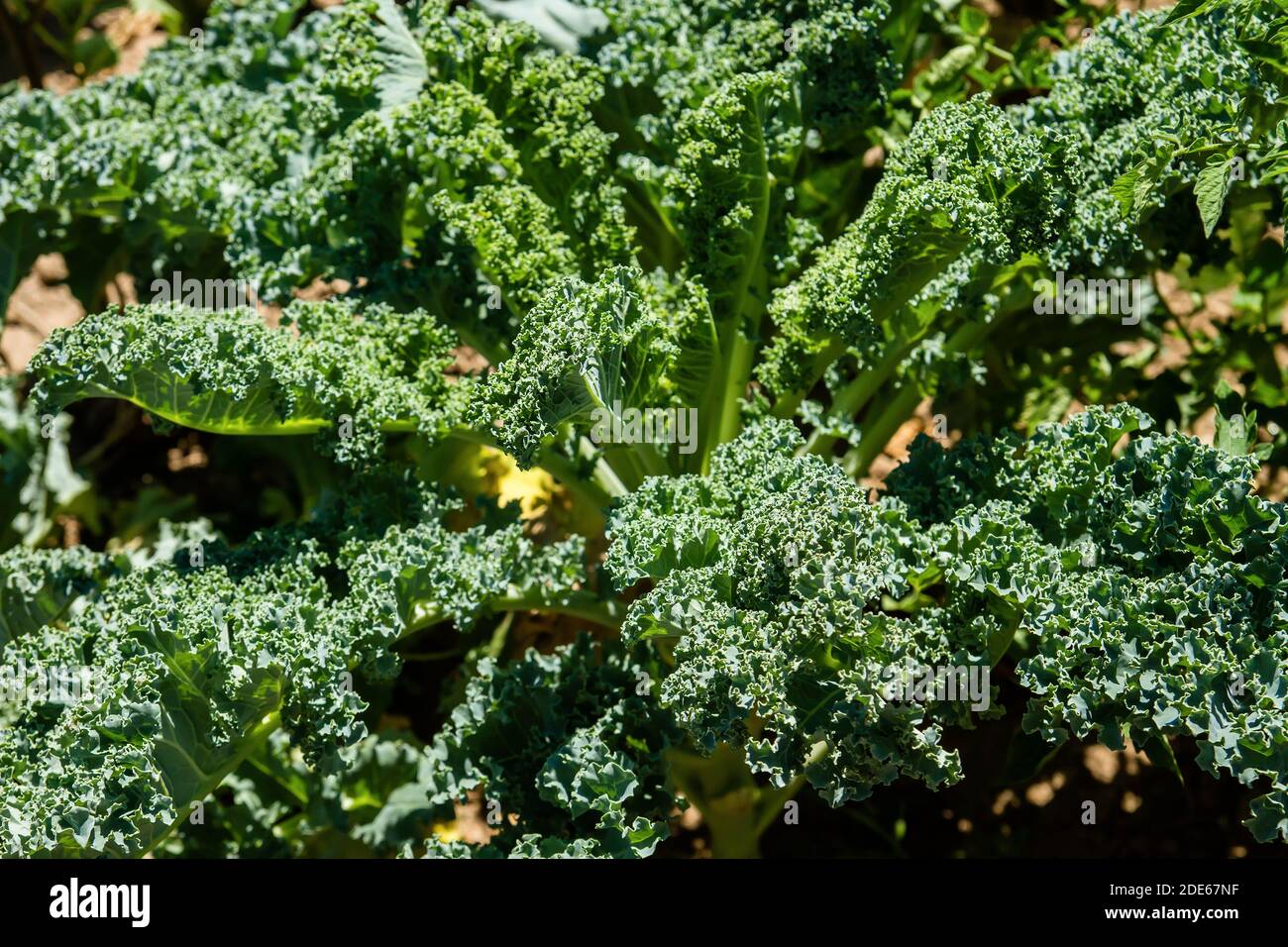 Cabbage plants hi-res stock photography and images - Alamy