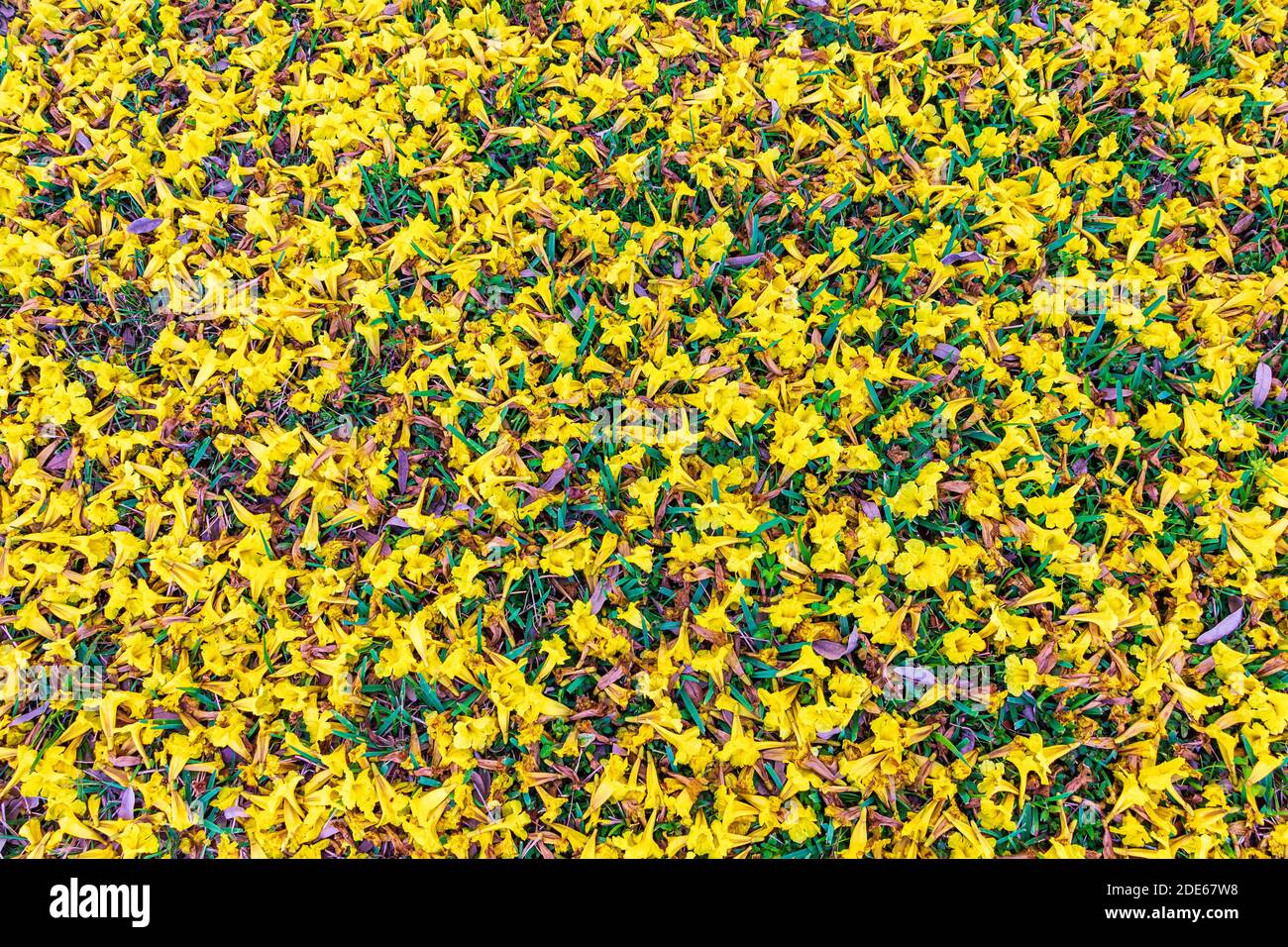 Yellow flowers of Caribbean trumpet tree (Tabebuia aurea) scattered on ...