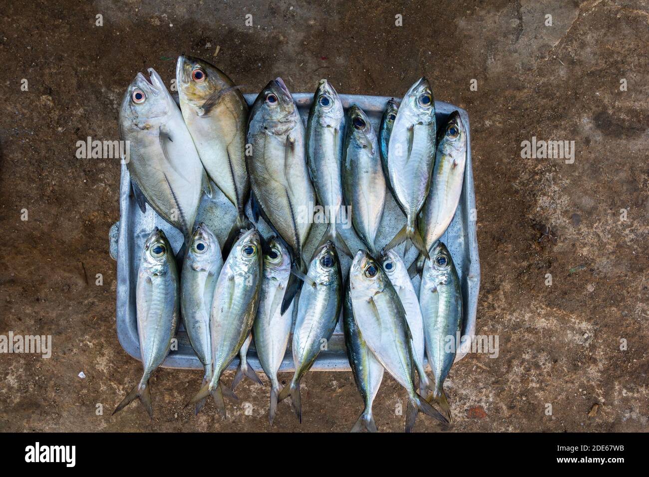 Freshly caught fish sold in Sulu, Philippines Stock Photo - Alamy