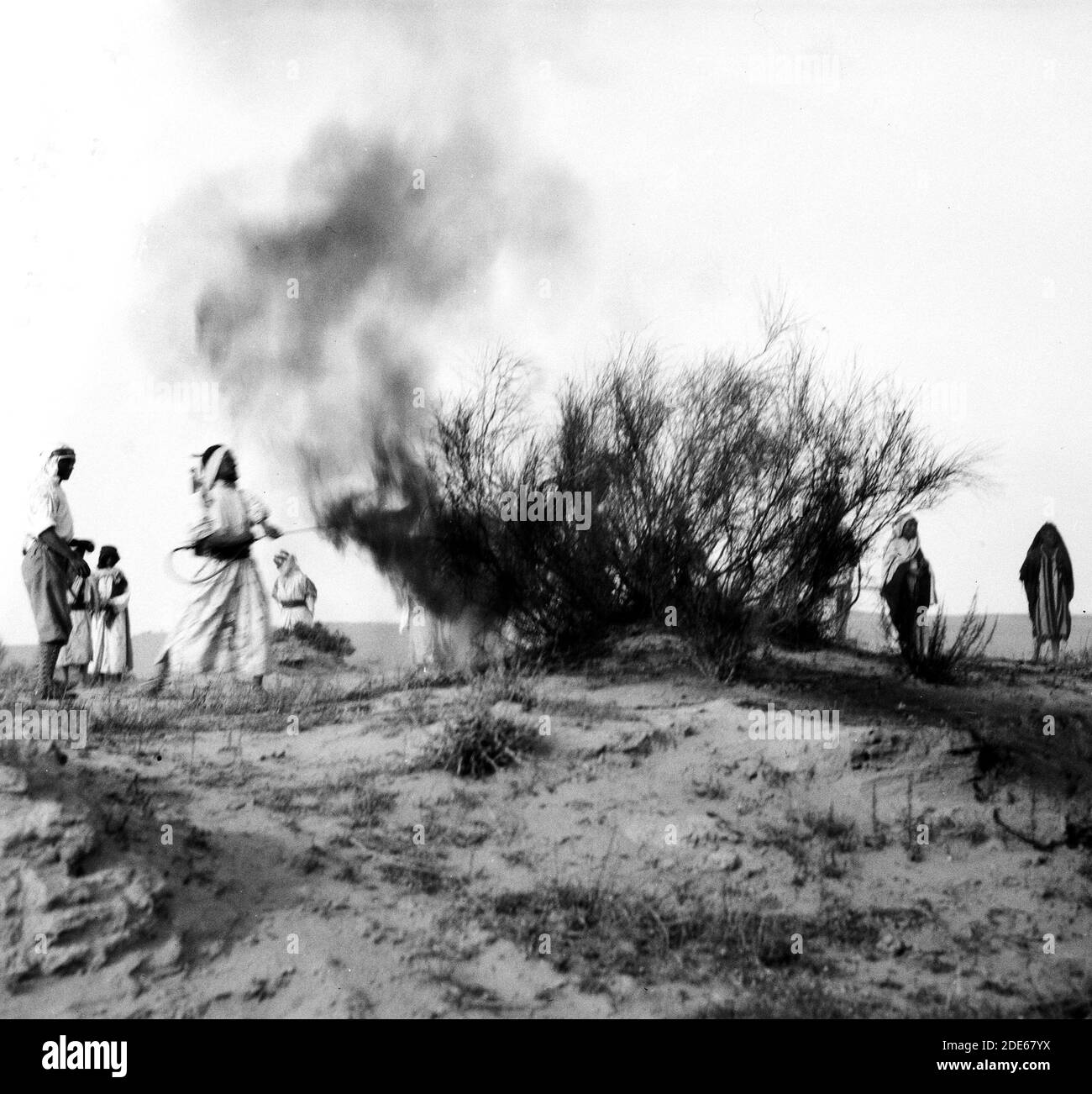 Burning locust ca. 1925 Stock Photo - Alamy
