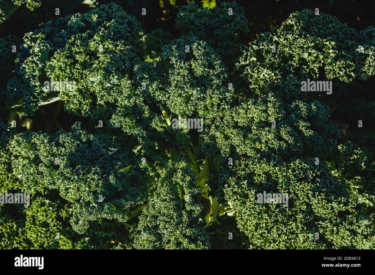 Kale or leaf cabbage plant growing in the vegetable garden Stock Photo ...