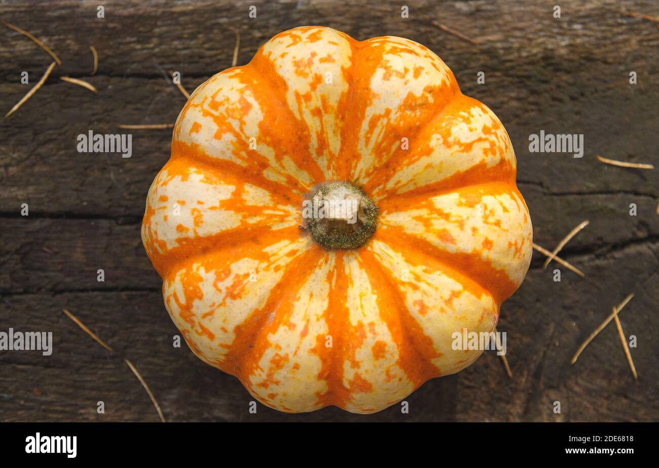 Small decorative pumpkins Stock Photo - Alamy