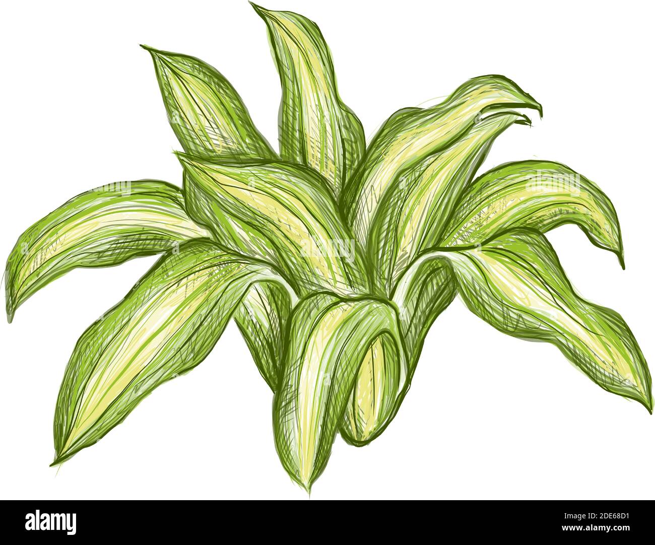 Illustration of Beautiful Fresh Green Dracaena Fragrans or Cornstalk ...