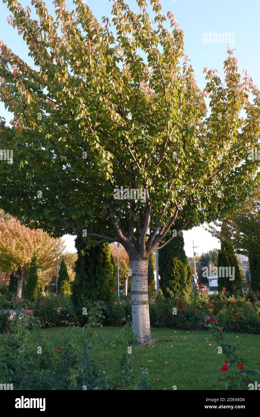 Elm trees in autumn leaves hi-res stock photography and images - Alamy