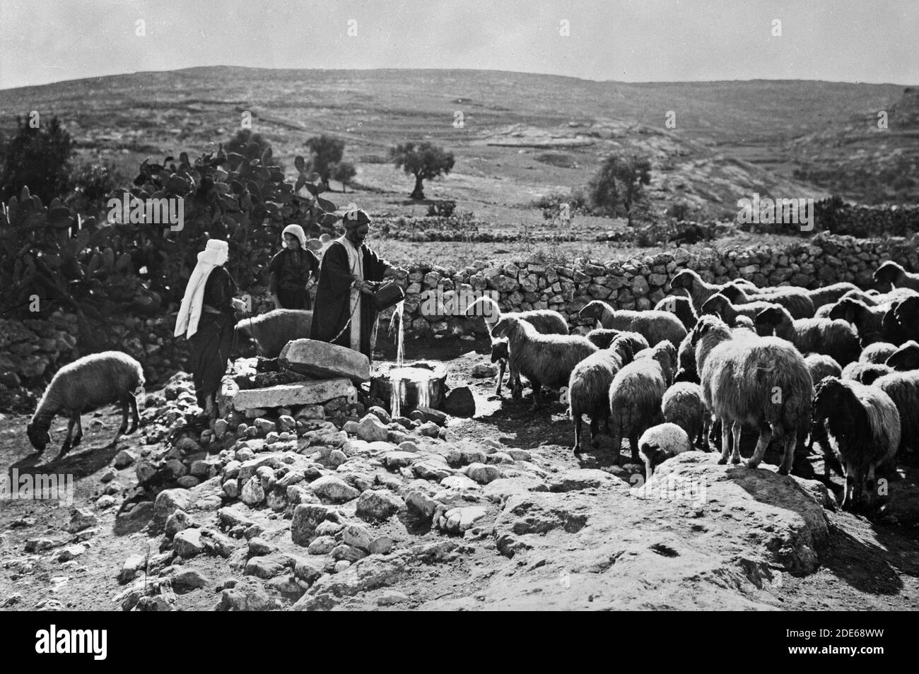 Early 1900s sheep and shepherd Black and White Stock Photos & Images ...