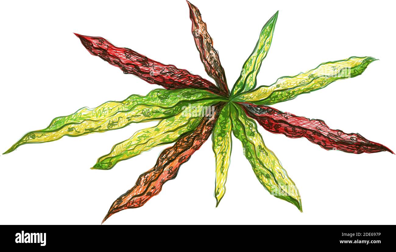 Variegated garden croton Stock Vector Images - Alamy