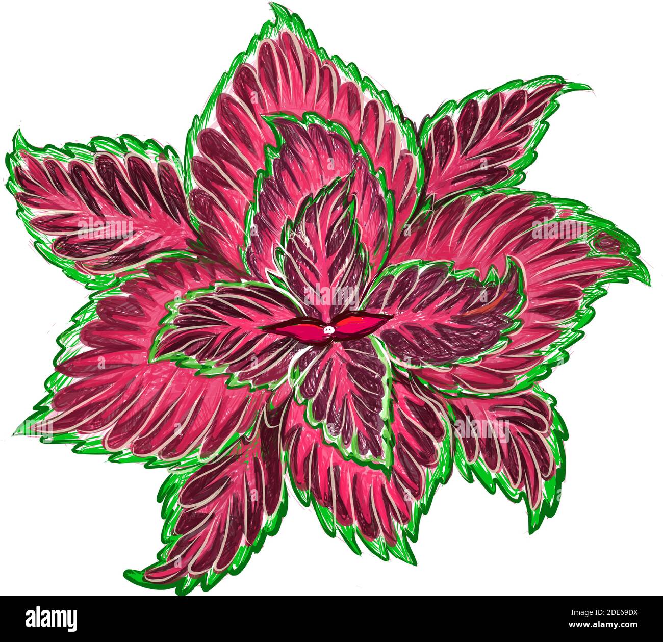 Background coleus plant solenostemon Stock Vector Images - Alamy