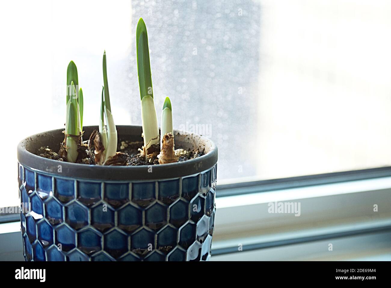 Paperwhites in pot hi-res stock photography and images - Alamy