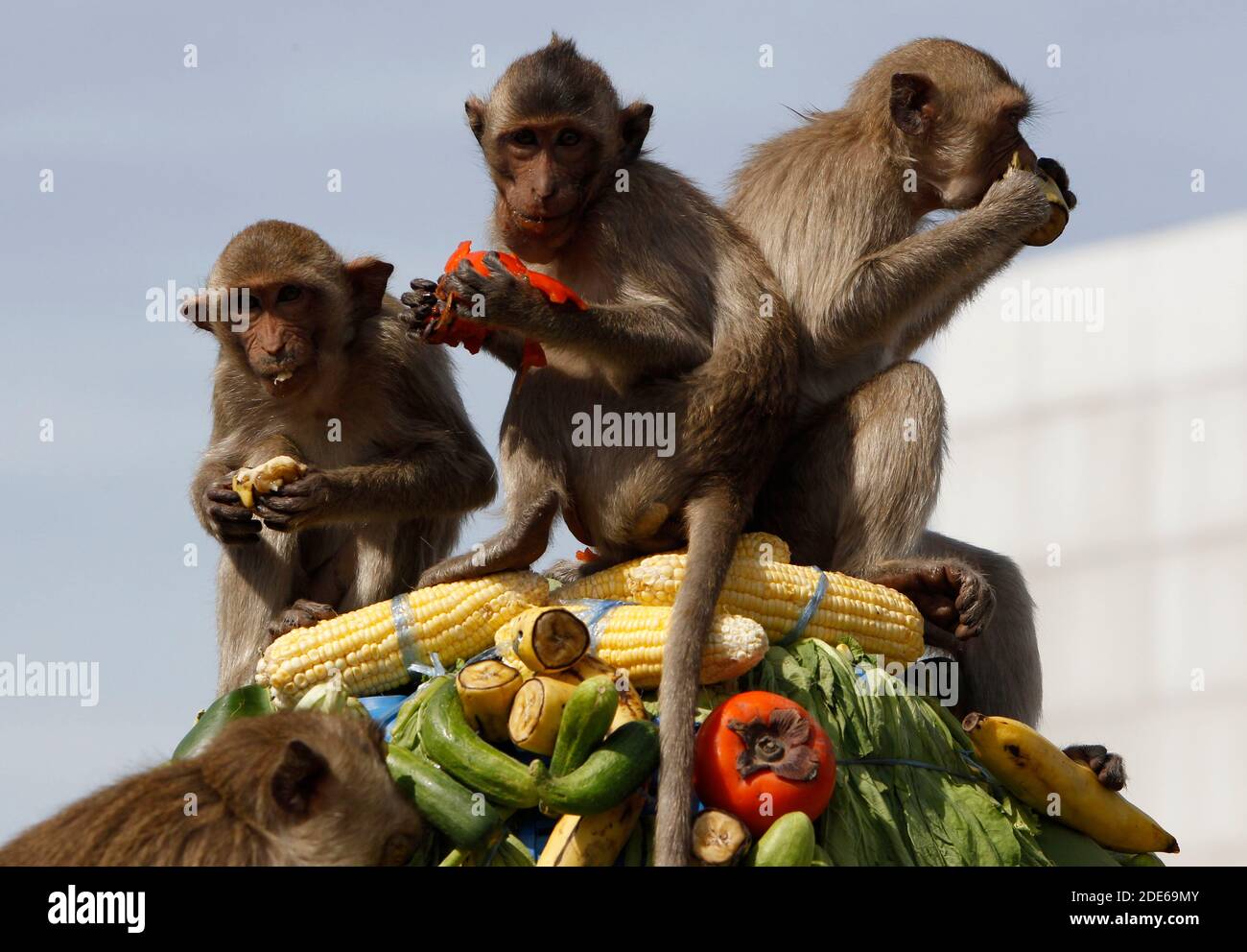 Lopburi, Thailand. 29th Nov, 2020. Monkeys seen eating fruits and ...