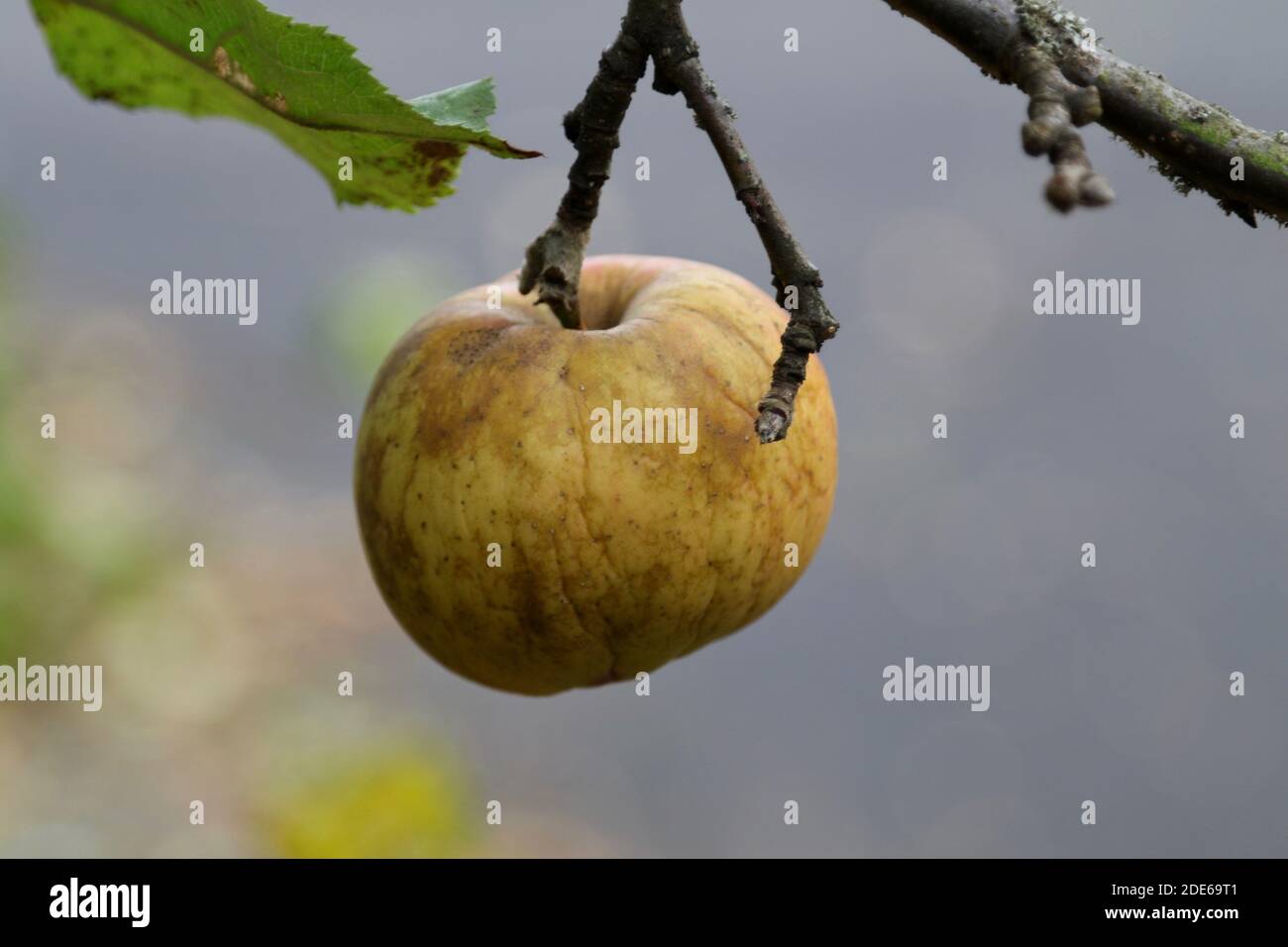 the last apple on tree Stock Photo - Alamy