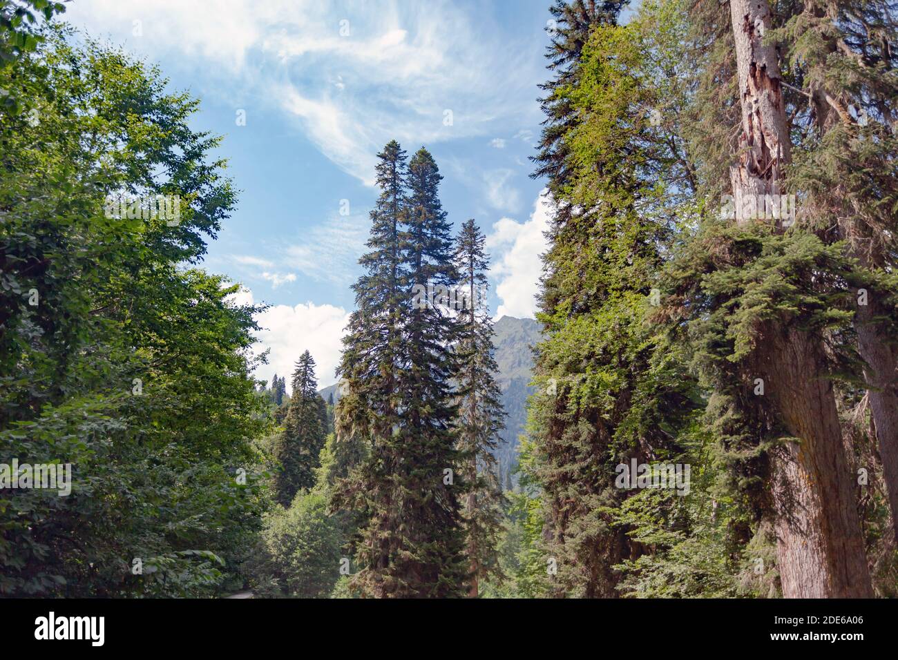 Distant tall tree hi-res stock photography and images - Alamy