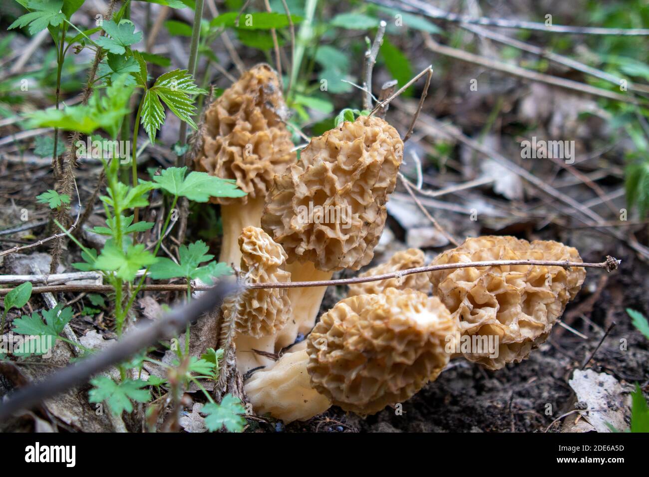 Morchella, the true morels, is a genus of edible sac fungi closely ...