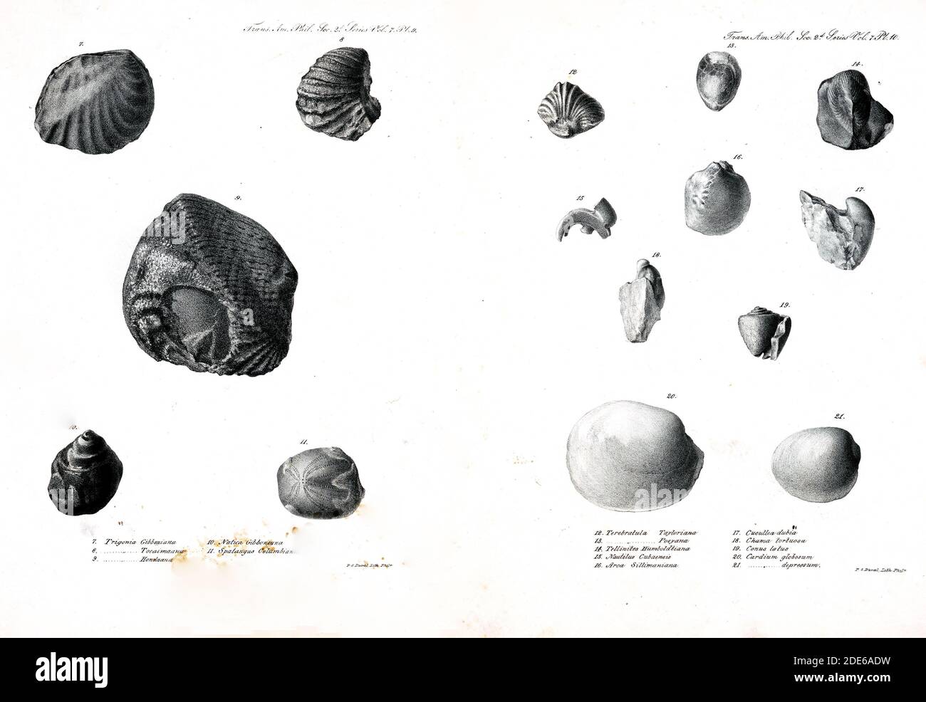 Trigonia gibboniana terebratula tayloriana hi-res stock photography and ...
