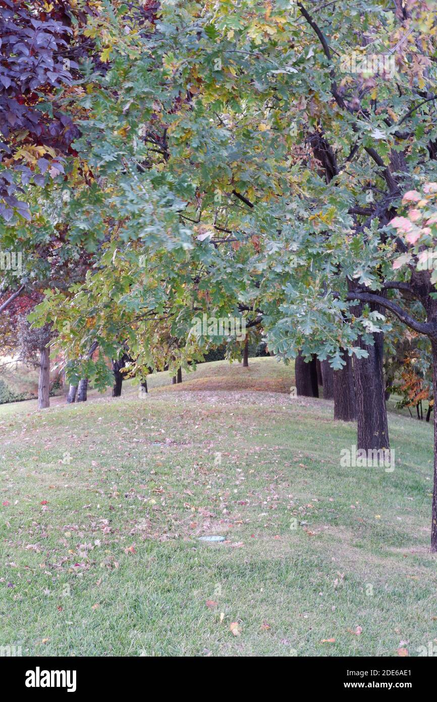 Green Trees and grass in autumn Stock Photo - Alamy