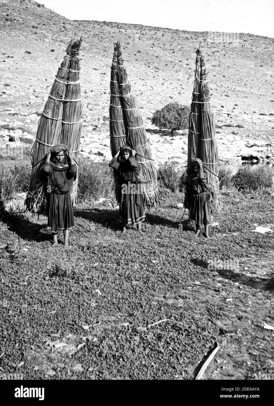 Three Bedouin women carrying (papyrus) bundles on their backs ca. 1898 ...