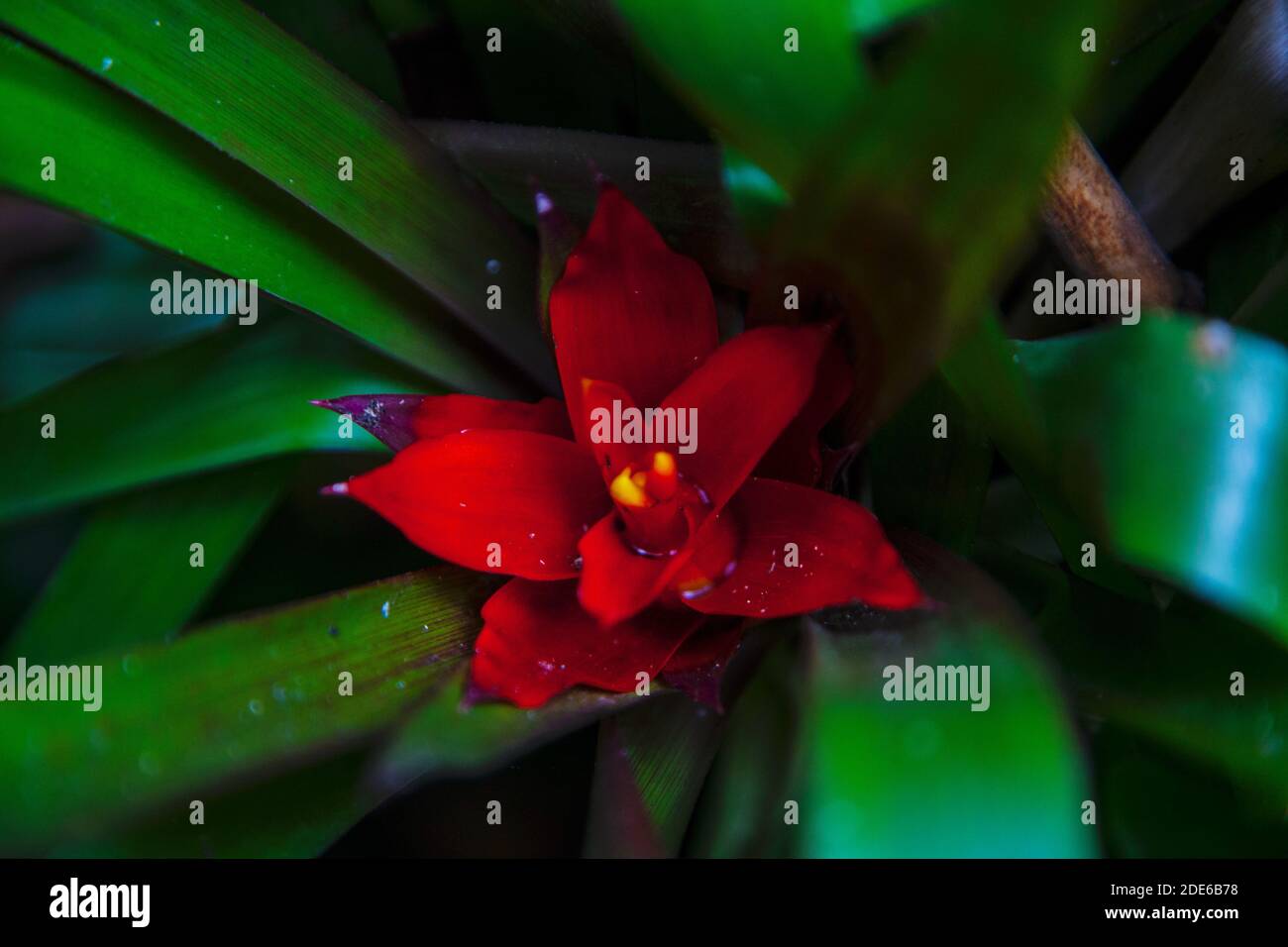 close up bromelia red flower. botany Stock Photo - Alamy