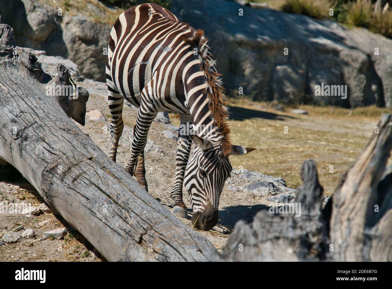 Mexico park black and white hi-res stock photography and images - Alamy