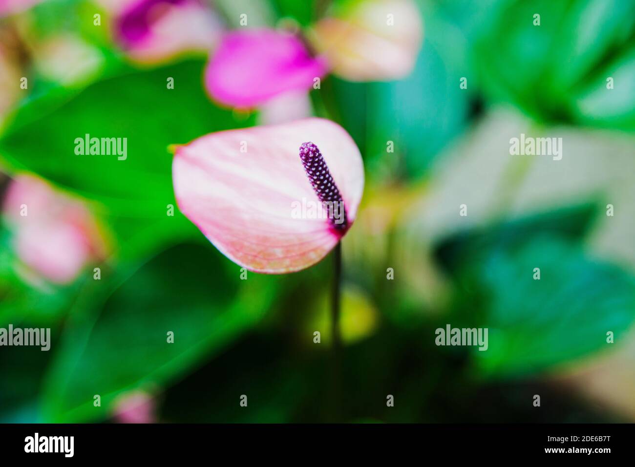 Alocasia zebrina hi-res stock photography and images - Alamy