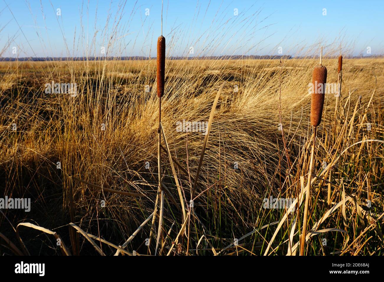 Typha latifolia, broadleaf cattail, bulrush, common bulrush, common ...
