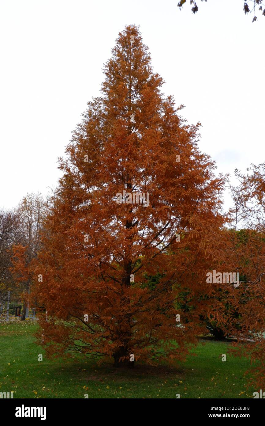 Red tree hi-res stock photography and images - Alamy