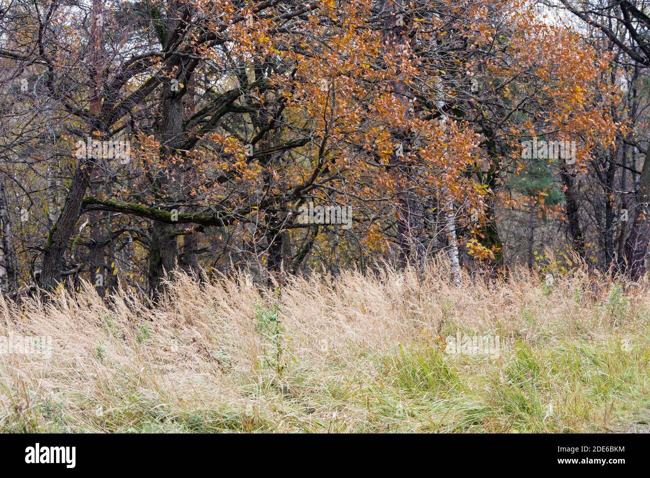 Autumn coloring oak leaves hi-res stock photography and images - Alamy