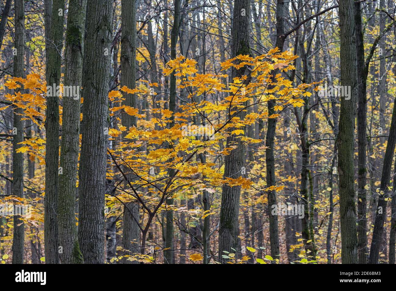 Small maple golden leaves among trunks tall trees in deciduous forest ...