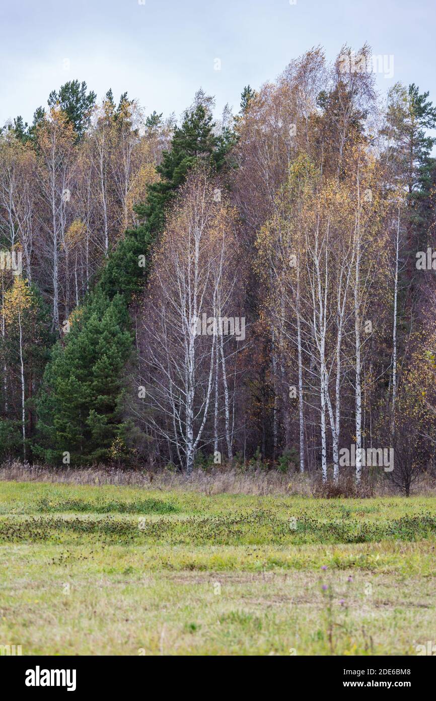Gloomy weather tree fall hi-res stock photography and images - Alamy