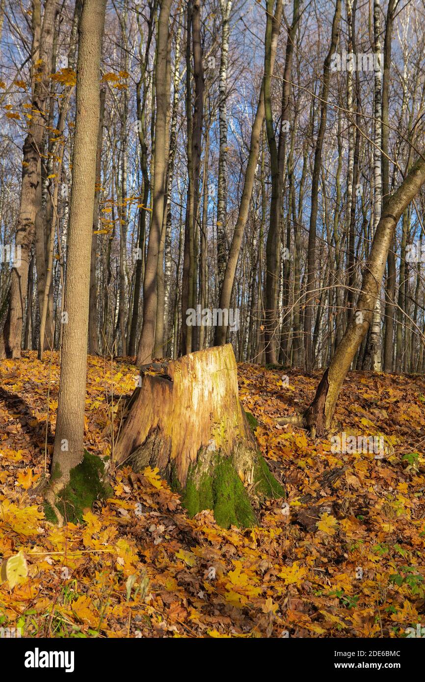 Tall stump wood hi-res stock photography and images - Alamy