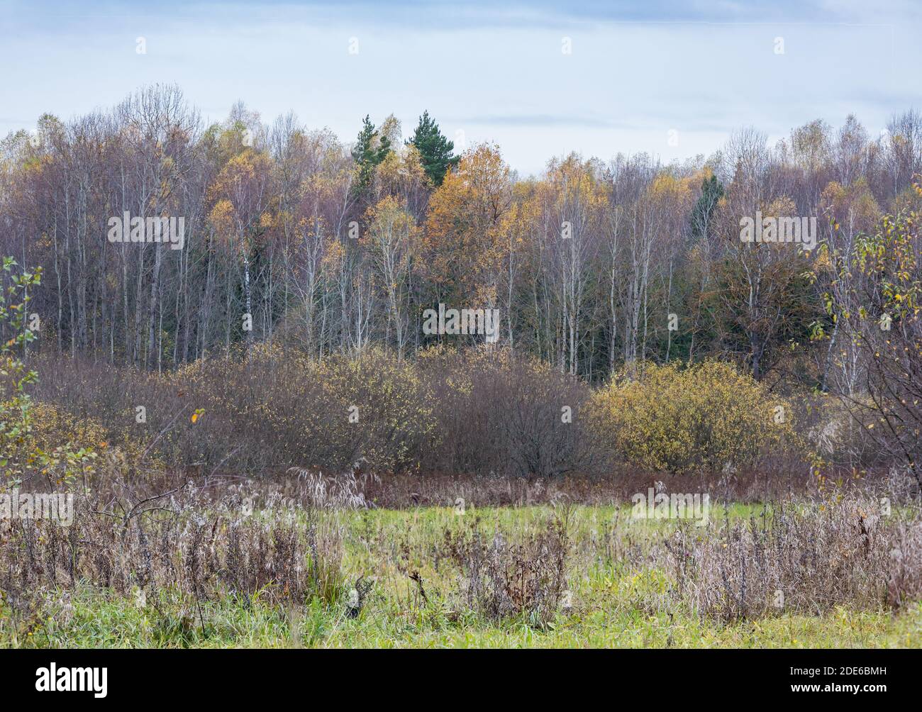 Gloomy weather tree fall hi-res stock photography and images - Alamy