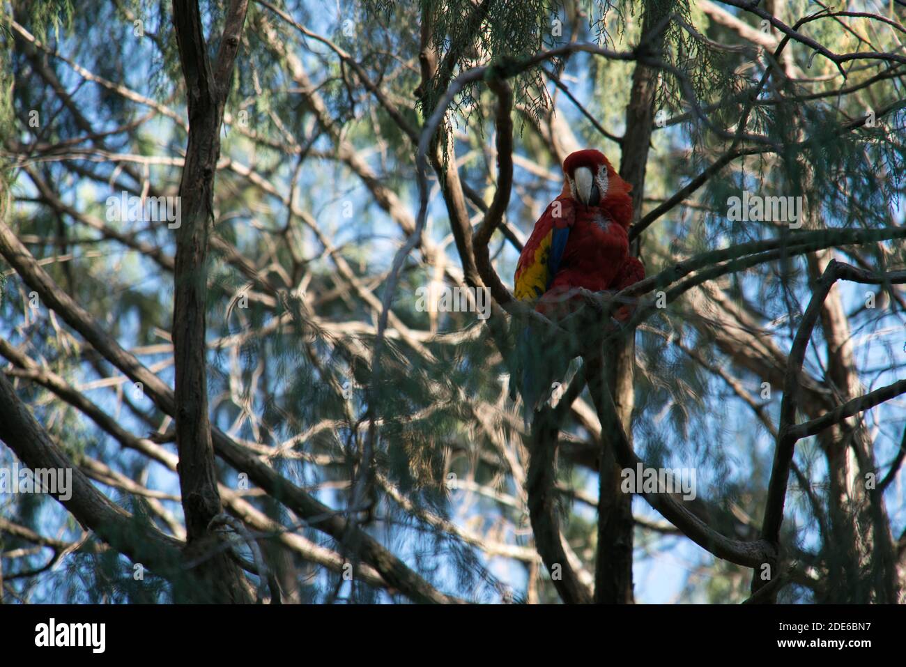 big red parrot sittin on a branch in Mexico Stock Photo - Alamy
