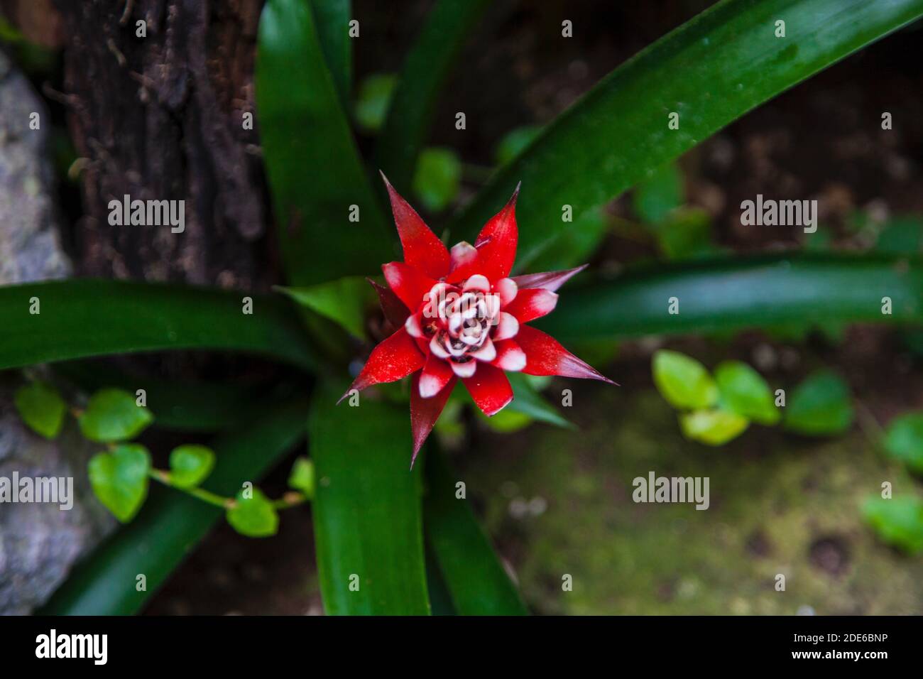 close up flaming torch. red flower. botany Stock Photo - Alamy