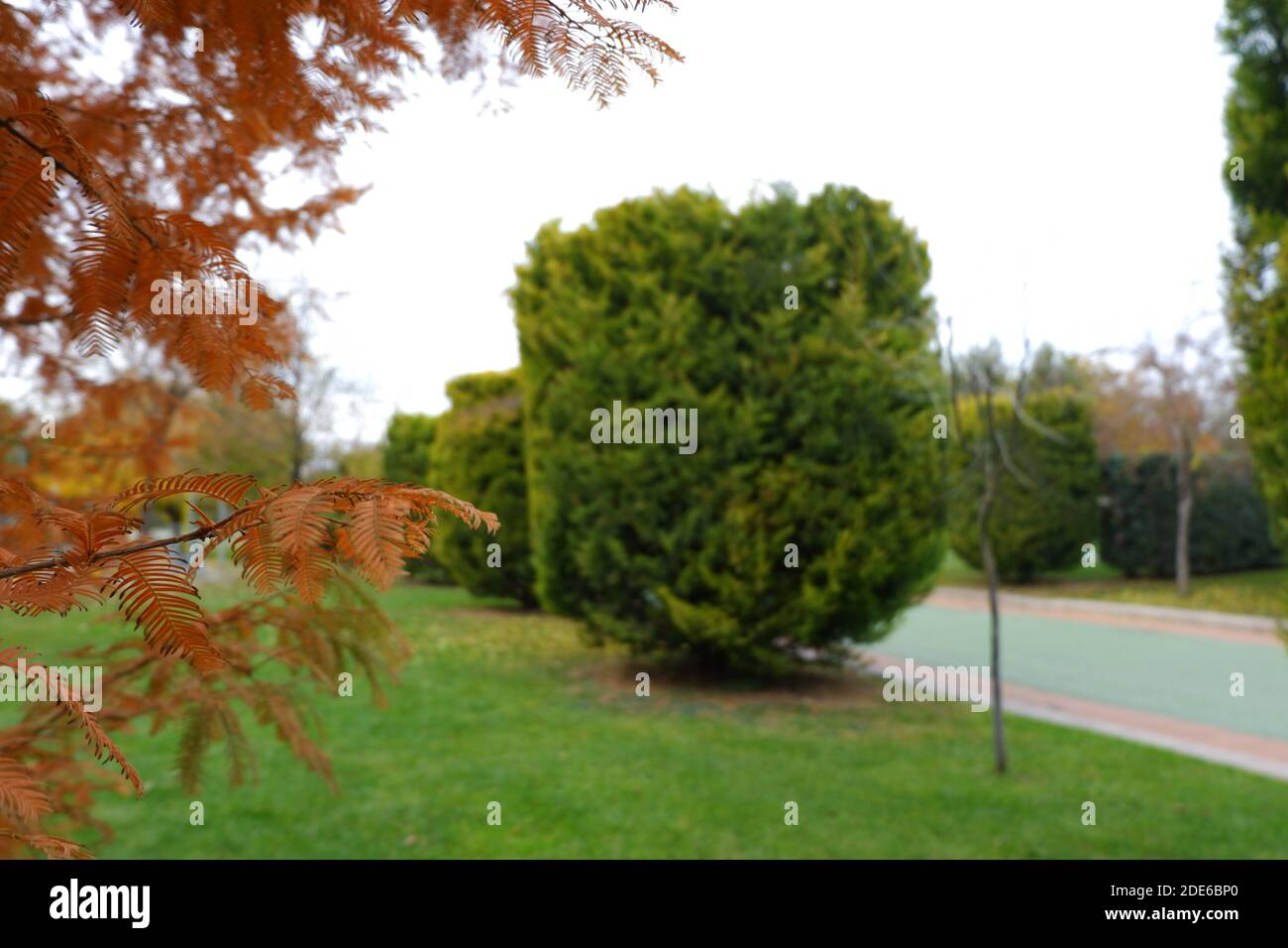 Red leave red leaves hi-res stock photography and images - Alamy