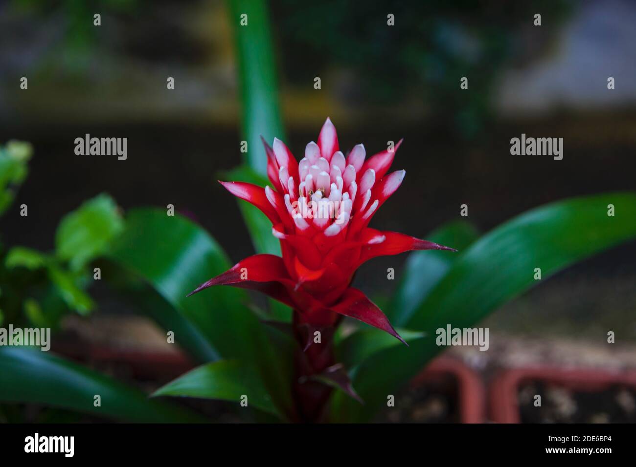 Flaming torch bromeliad flower hi-res stock photography and images - Alamy