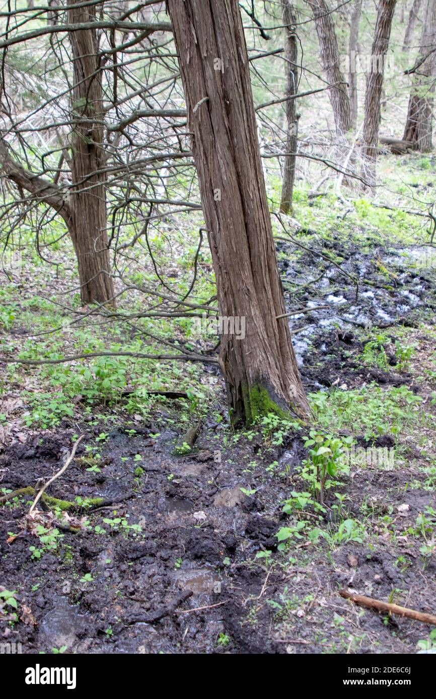 Natural Water spring coming out of a hill side in Nebraska . High ...