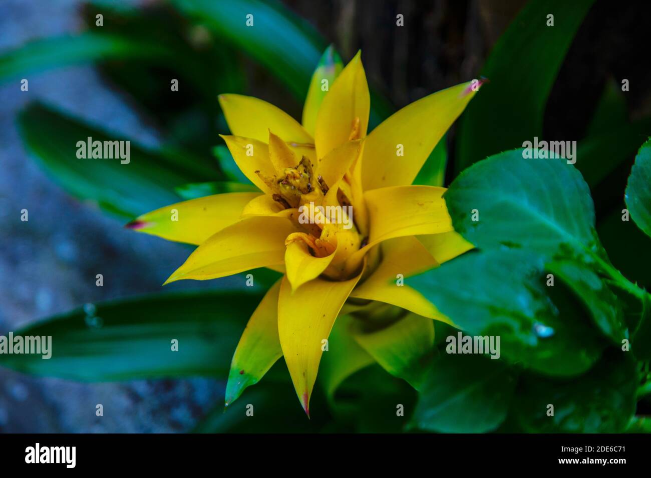 Scarlet star hi-res stock photography and images - Alamy