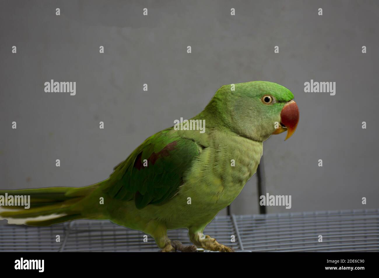 Indian ringneck parakeets in hi-res stock photography and images - Alamy