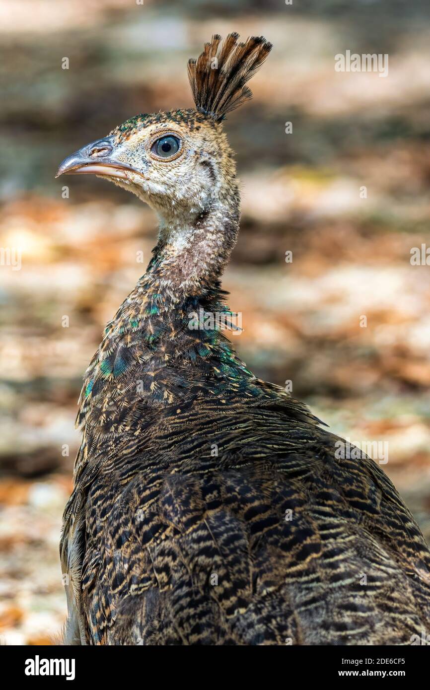 Young peafowl hi-res stock photography and images - Alamy